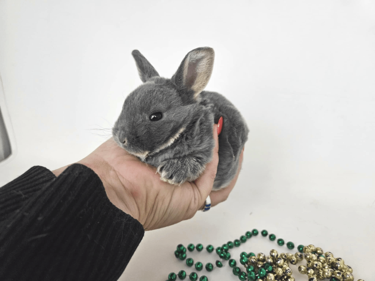 Bébés Lapins Disponibles – Les Petits Lapins d'Amour