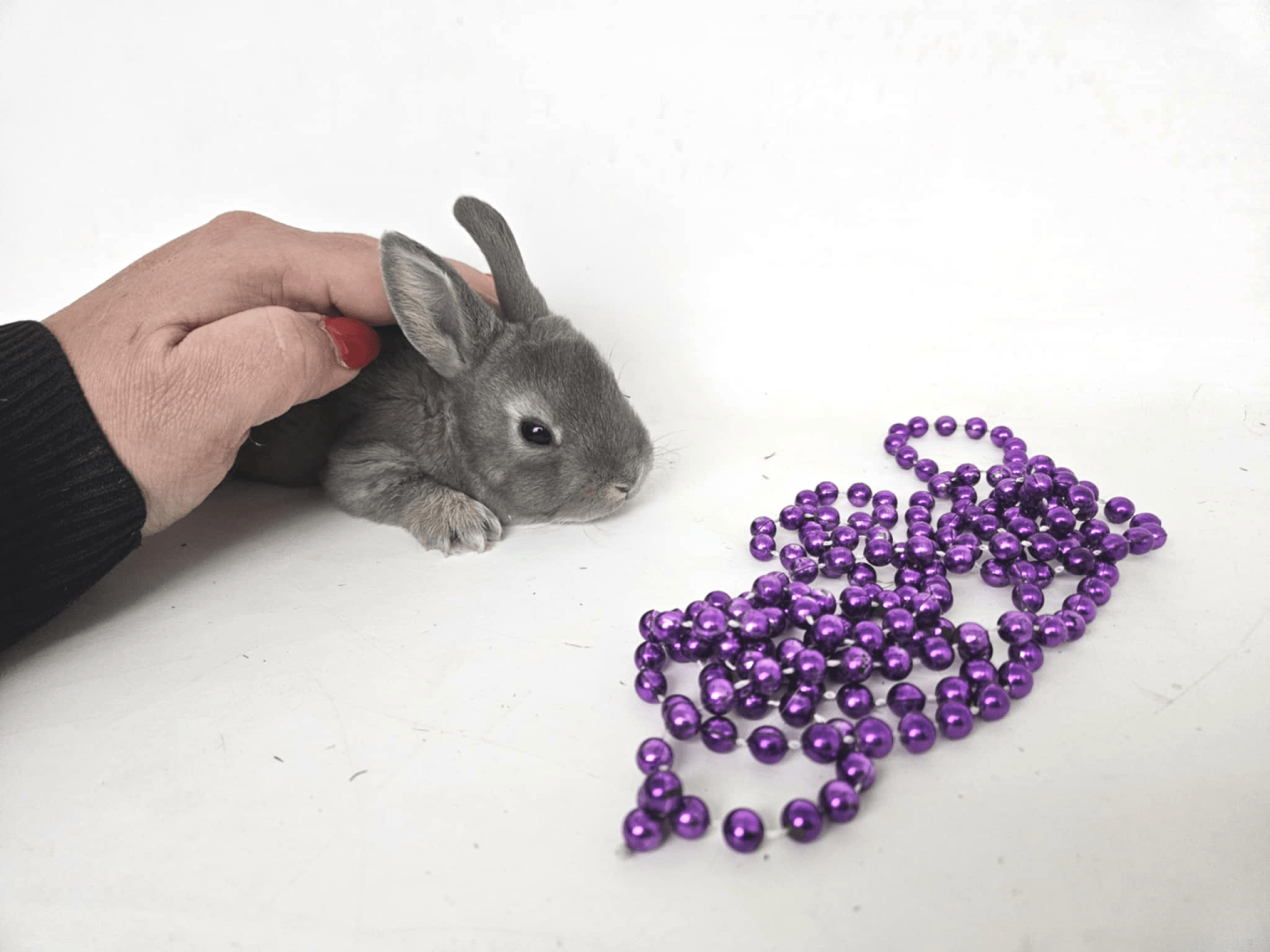Bébés Lapins Disponibles – Les Petits Lapins d'Amour