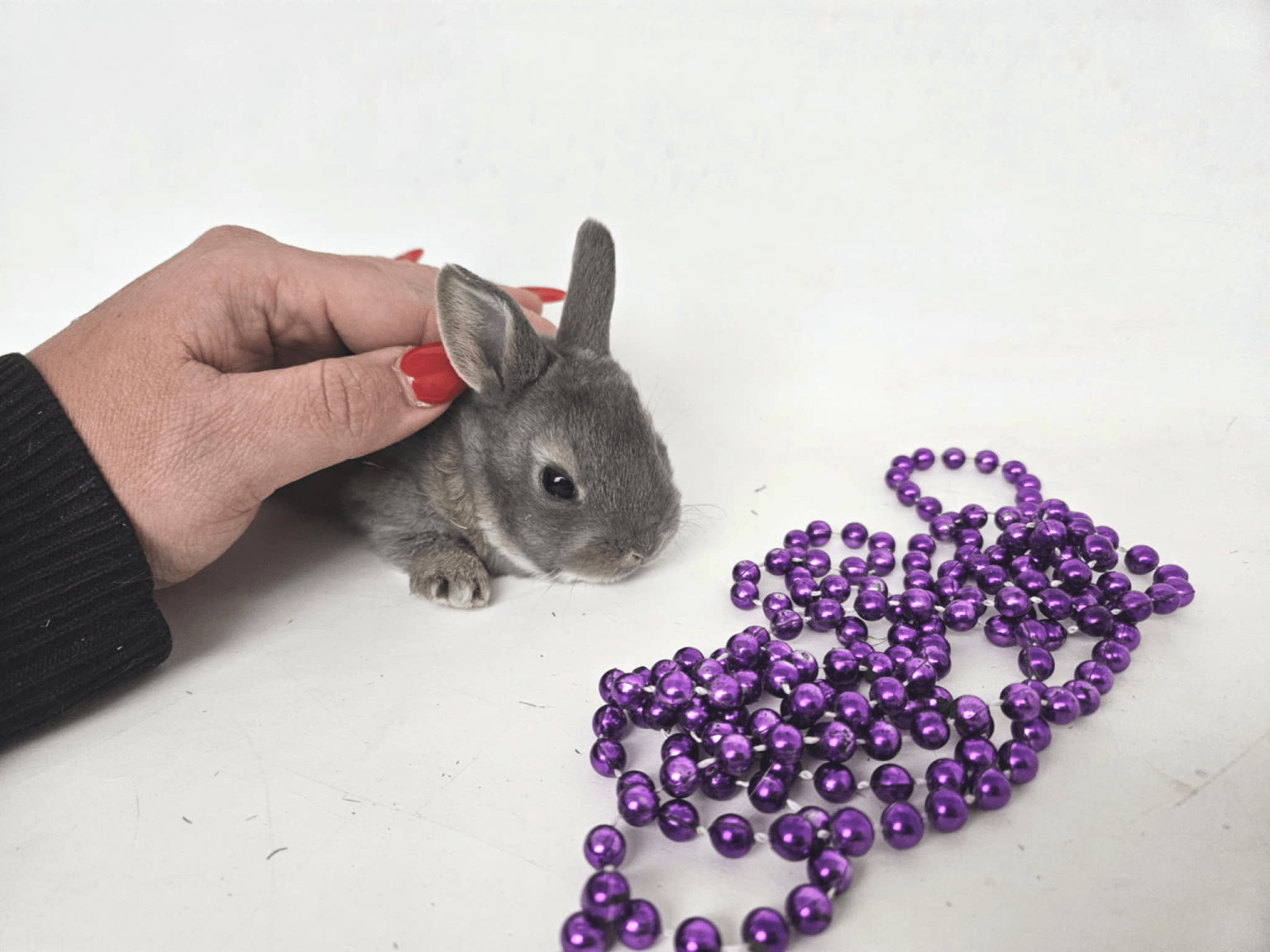 Bébés Lapins Disponibles – Les Petits Lapins d'Amour