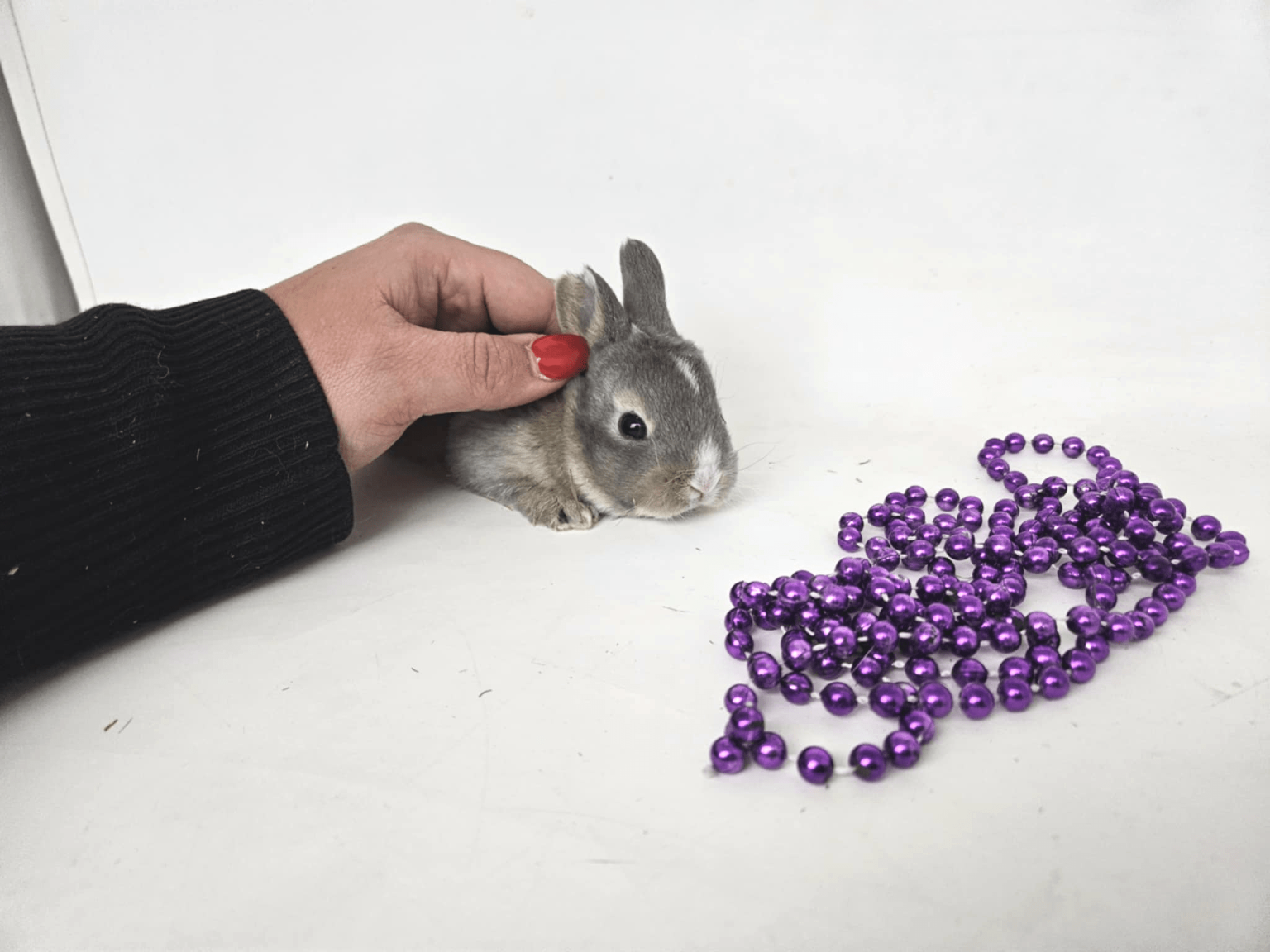 Bébés Lapins Disponibles – Les Petits Lapins d'Amour
