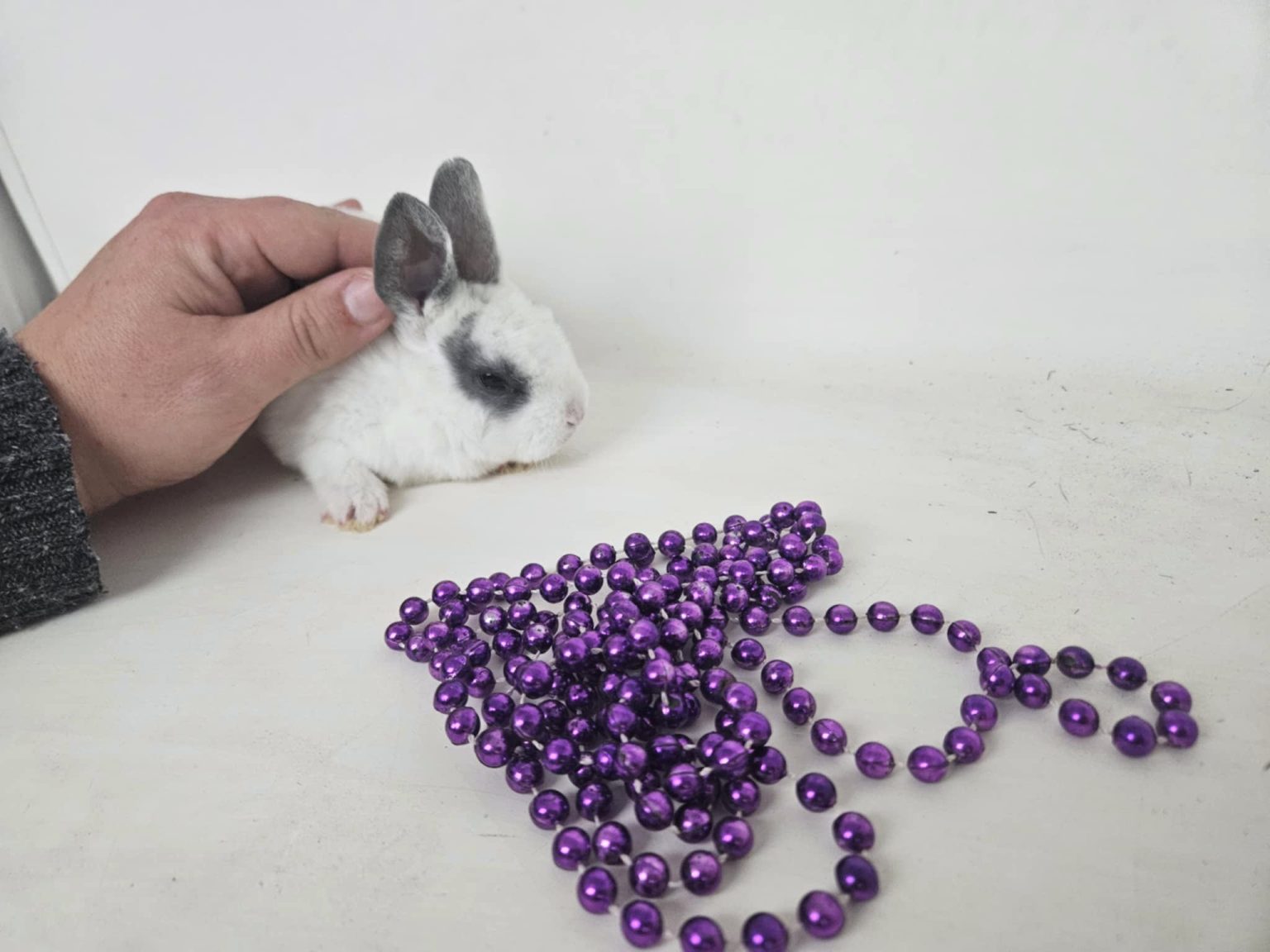 Bébés Lapins Disponibles – Les Petits Lapins d'Amour